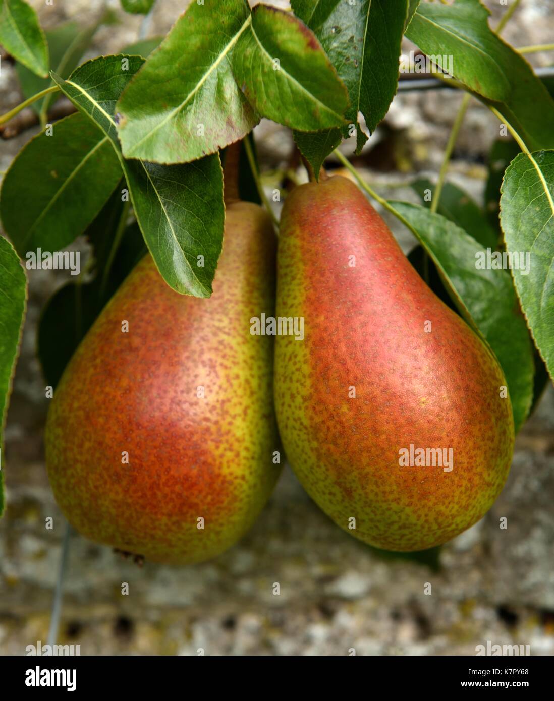 Fall harvest of pears hi-res stock photography and images - Alamy