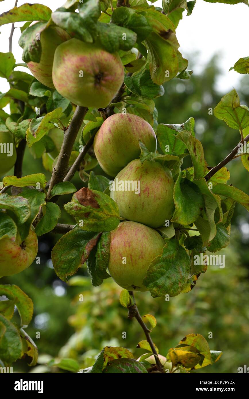 Beauty of Kent apples Stock Photo - Alamy