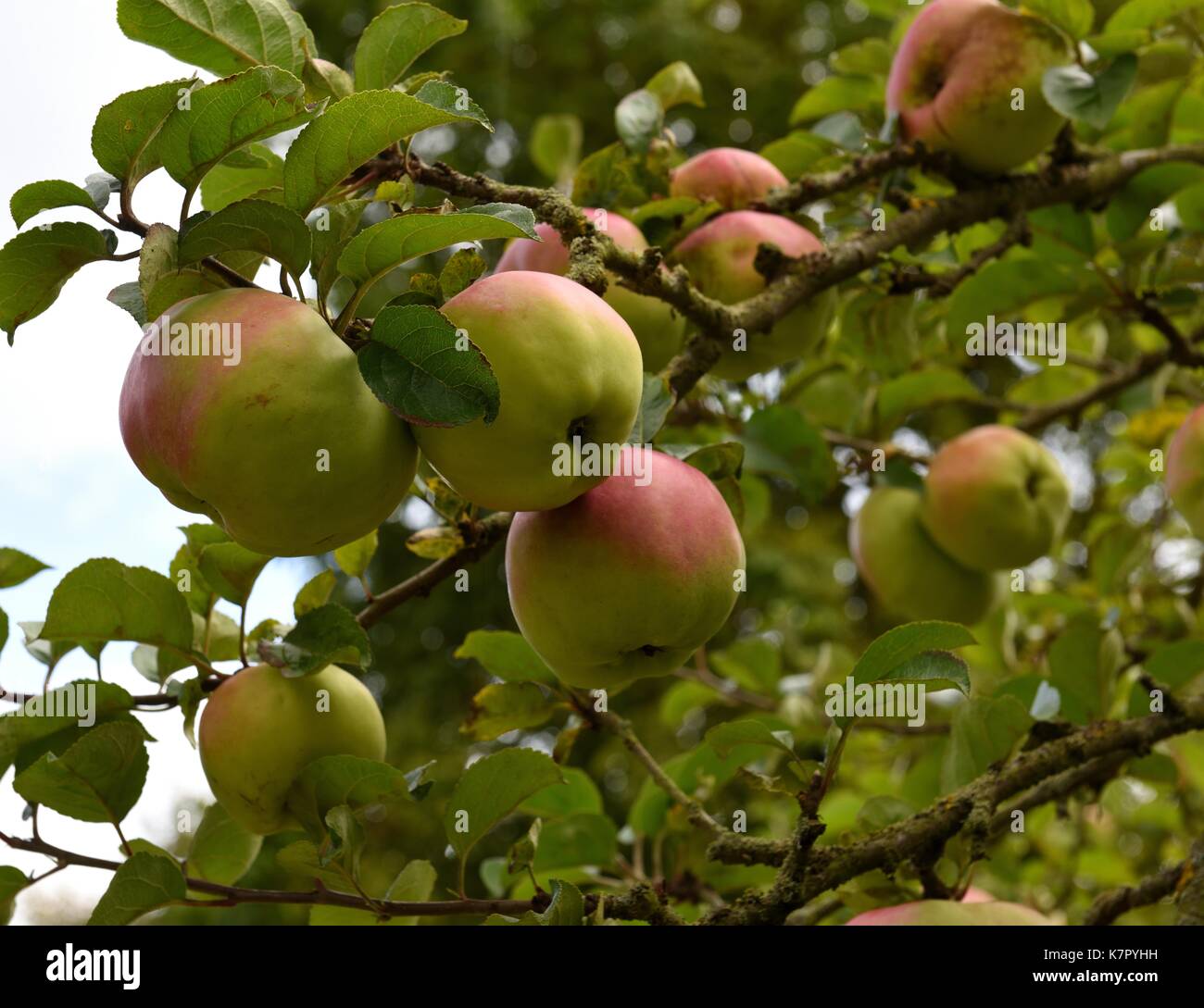 Apples harvest yorkshire hi-res stock photography and images - Alamy