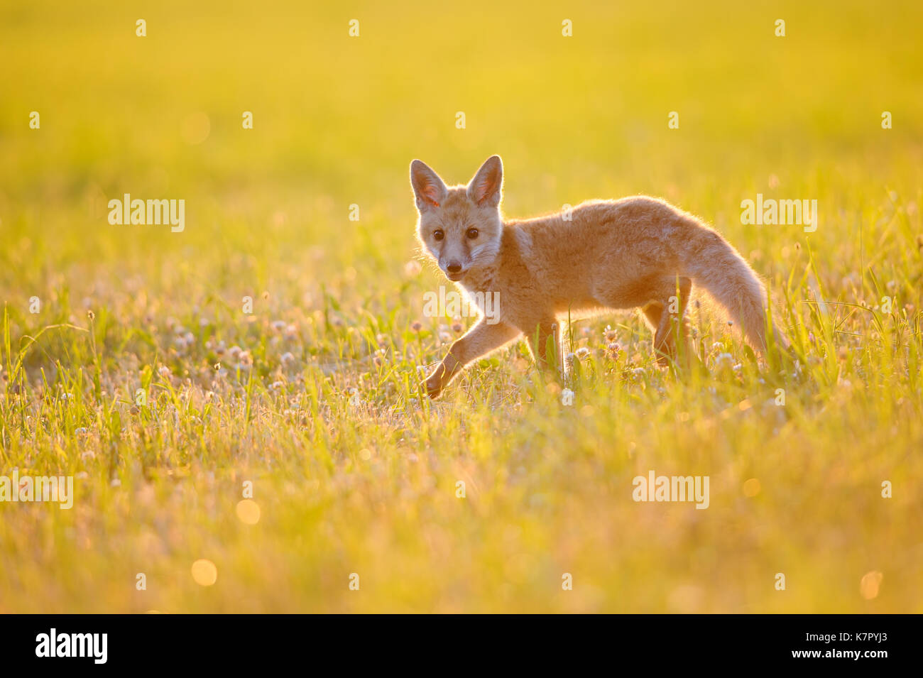 Fox vulpes vulpes barking hi-res stock photography and images - Alamy
