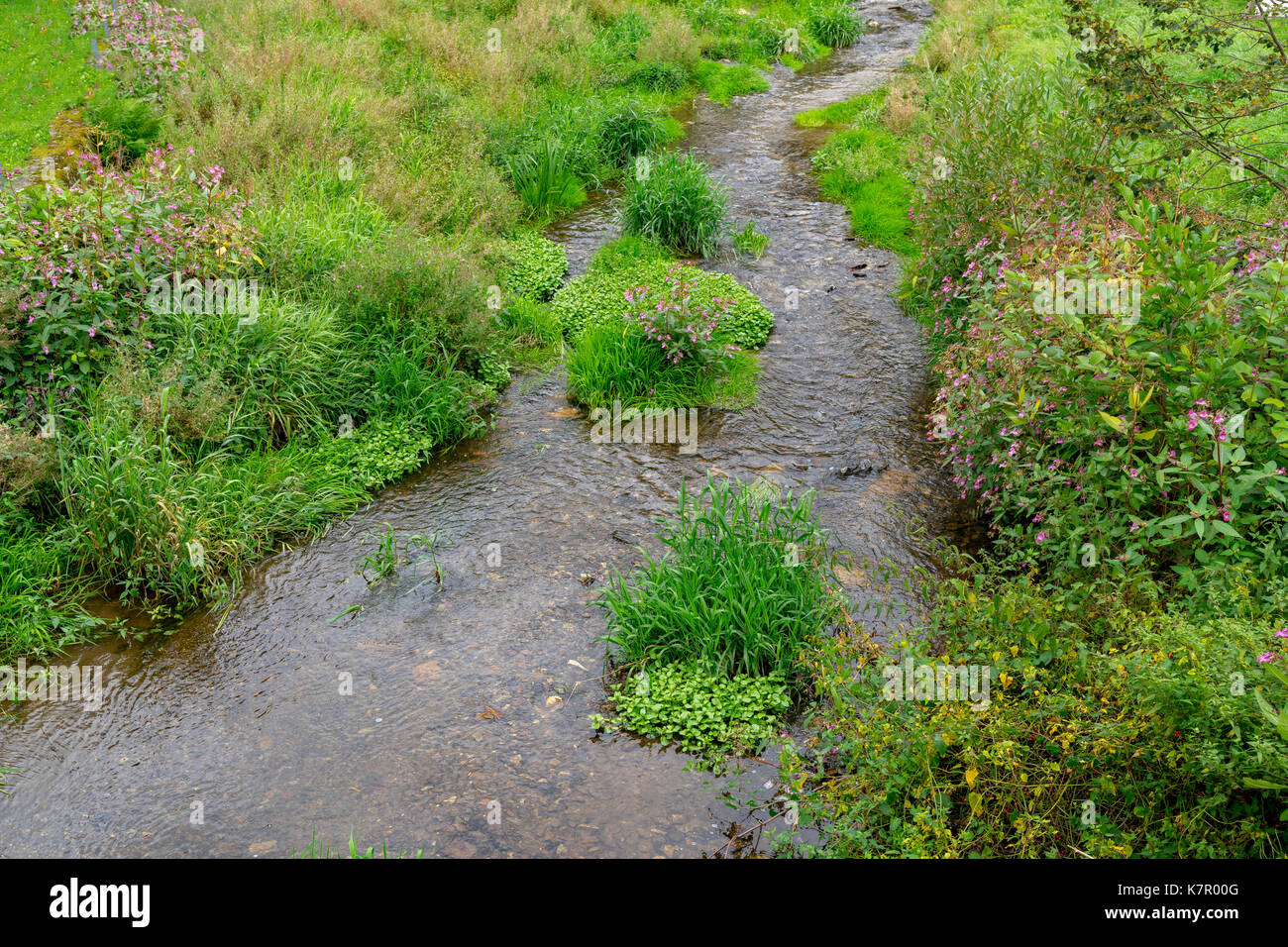 Natural brook in summer Stock Photo - Alamy