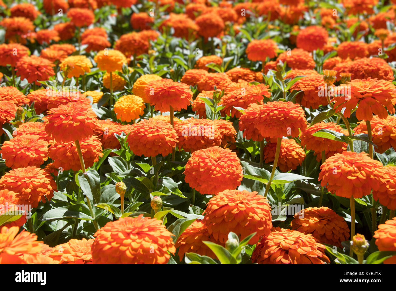 Zinnia flower in park hi-res stock photography and images - Alamy