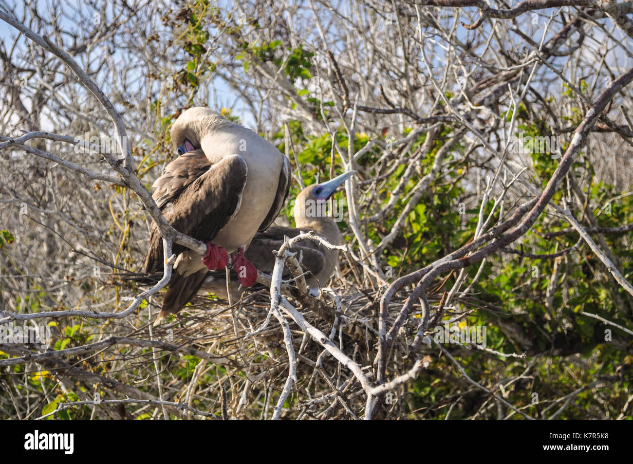 Red-footed Bobby (Sula sula) pair nesting on Genovesa Island, Galapagos ...