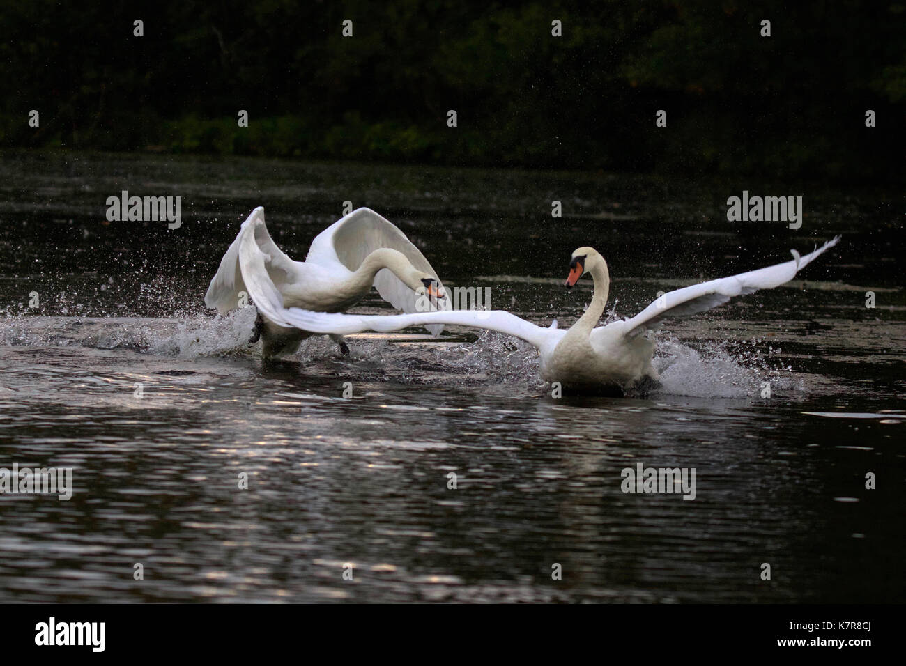 Angry swan hi-res stock photography and images - Alamy