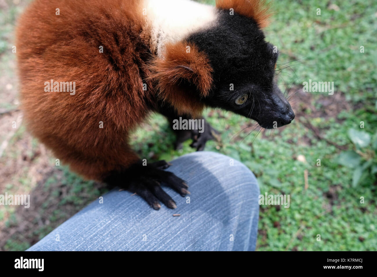 Ramat Gan, Israel. 17th September, 2017. A Red Ruffed Lemur leans on ...