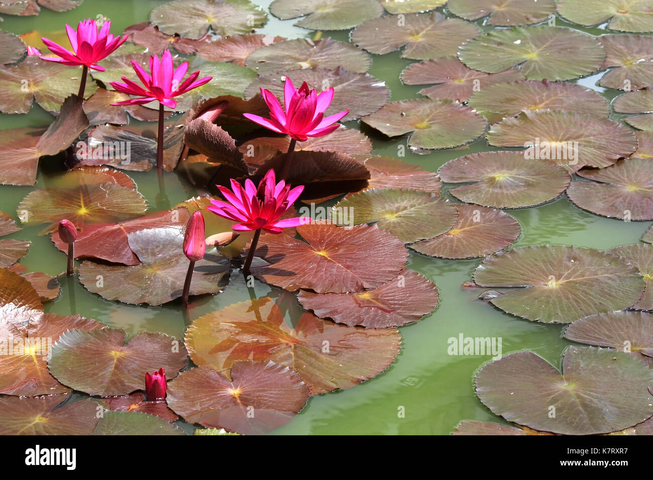 Beautiful pink lotus pond hi-res stock photography and images - Alamy