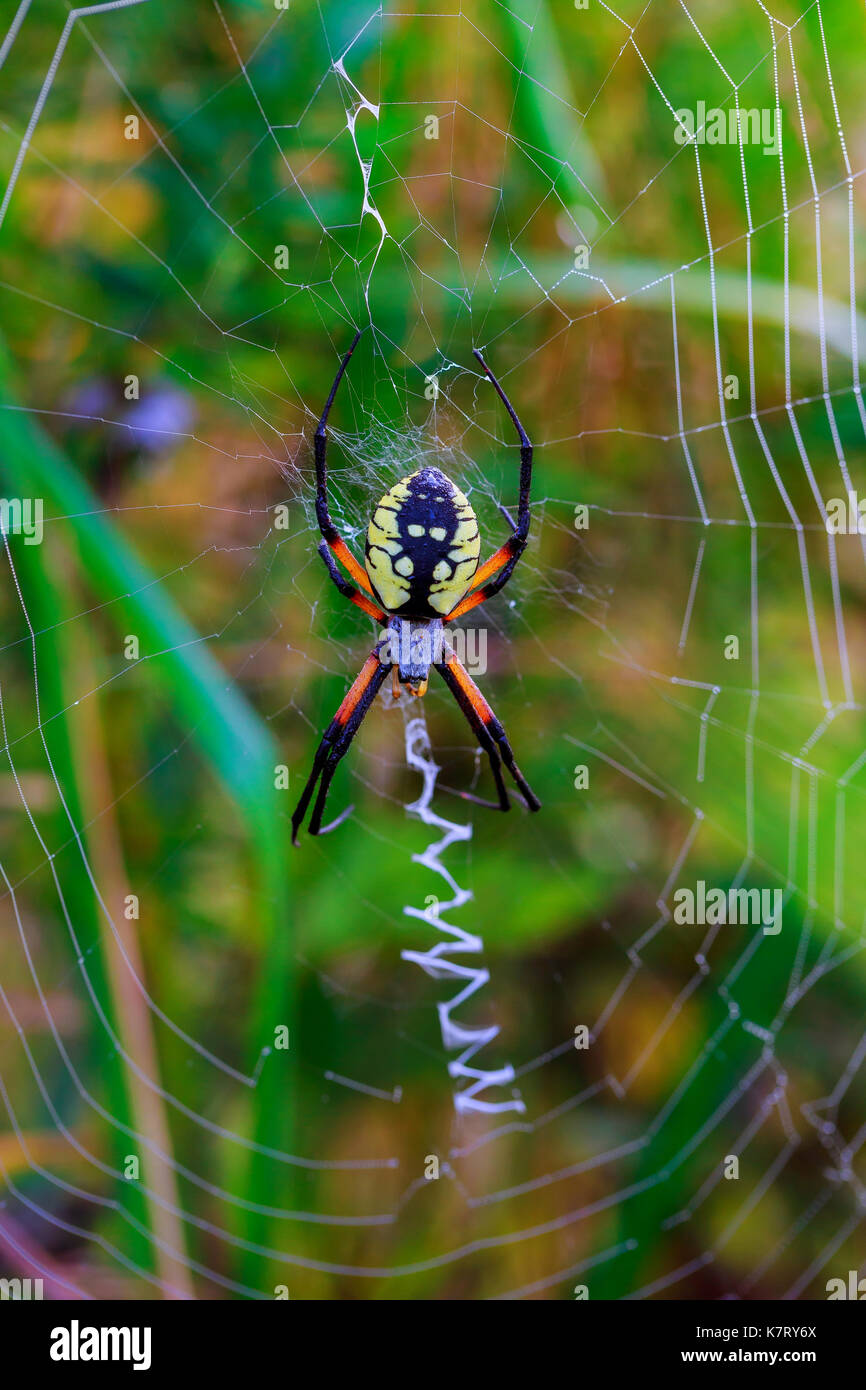 Araneomorphae hi-res stock photography and images - Alamy