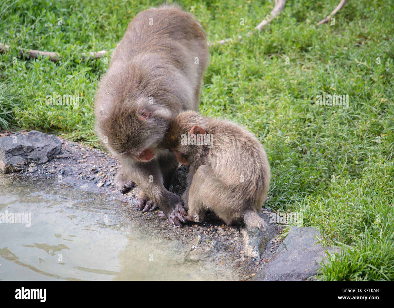 Snow monkey mother and child Stock Photo - Alamy