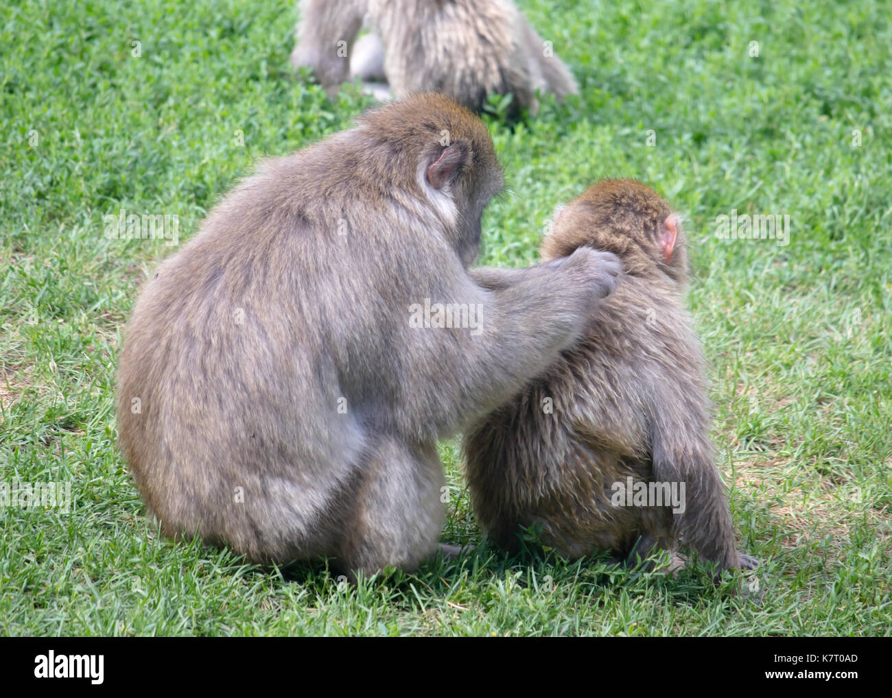 Snow monkeys grooming Stock Photo - Alamy