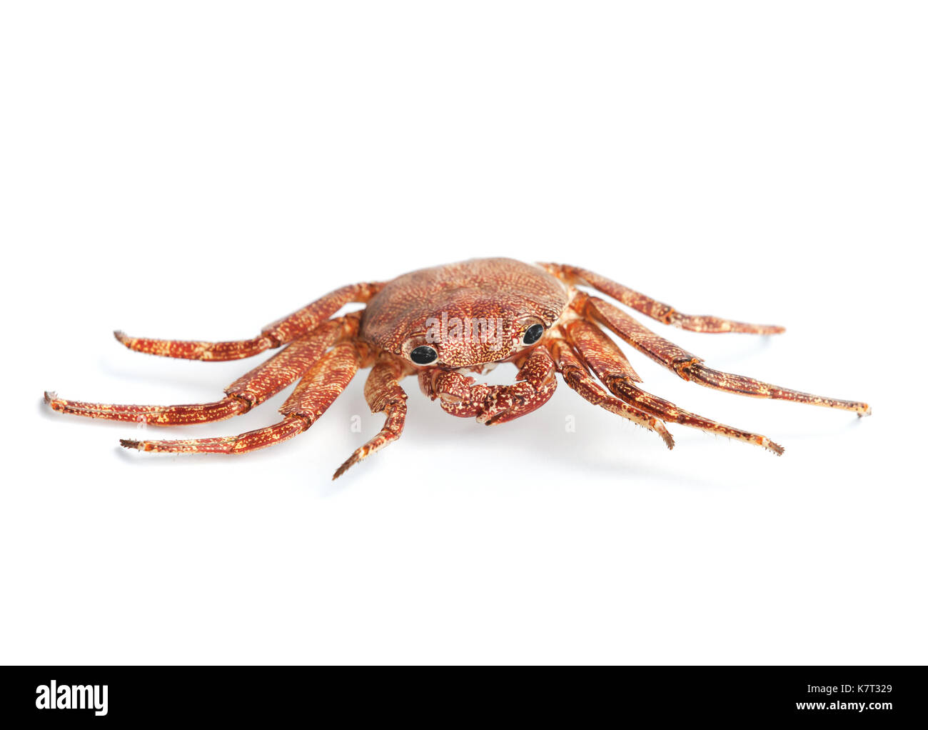 Red shadow ocean hi-res stock photography and images - Alamy