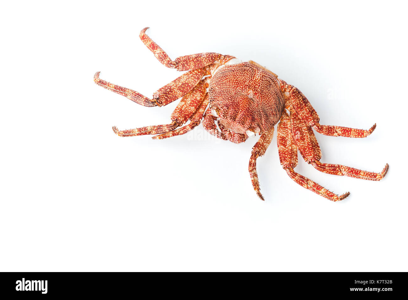 Red European Shore crab isolated on white background with soft shadow ...