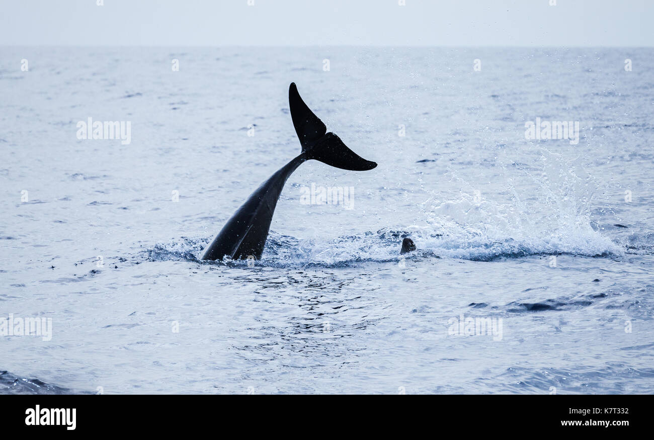 Dolphin tail hi-res stock photography and images - Alamy