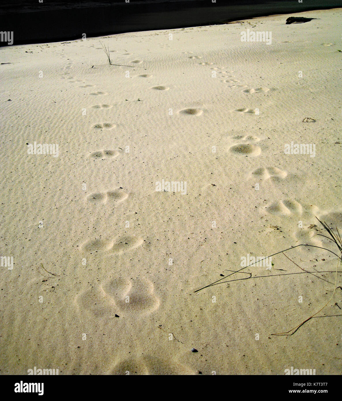 Kangaroo foot hi-res stock photography and images - Alamy