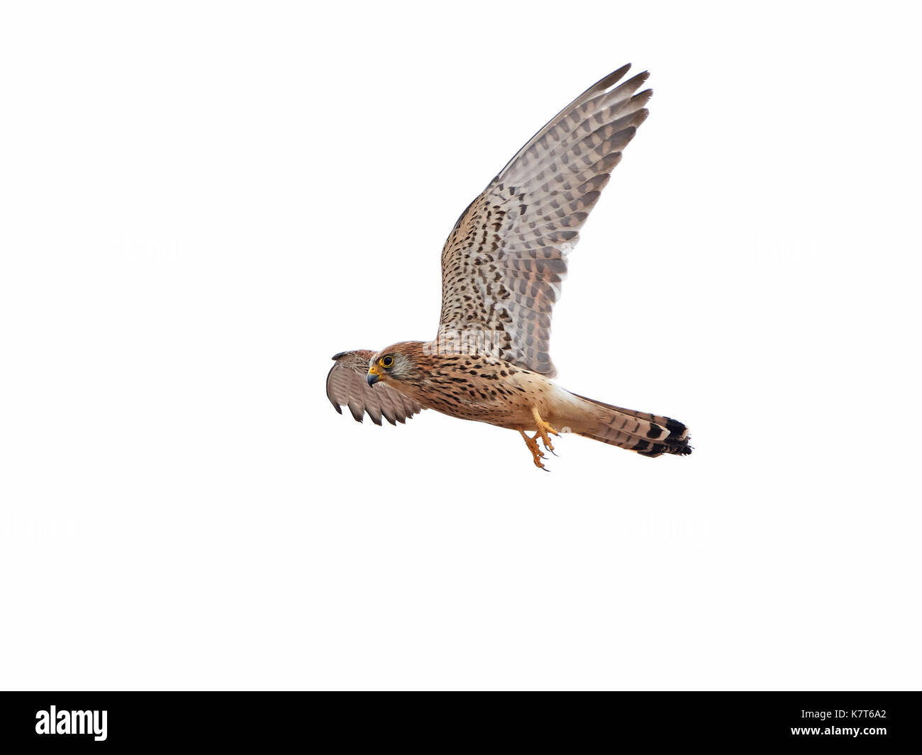 Lesser kestrel in flight isolated on a white background Stock Photo - Alamy