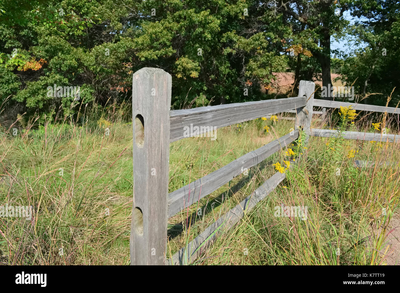 Plants growing fence hi-res stock photography and images - Alamy