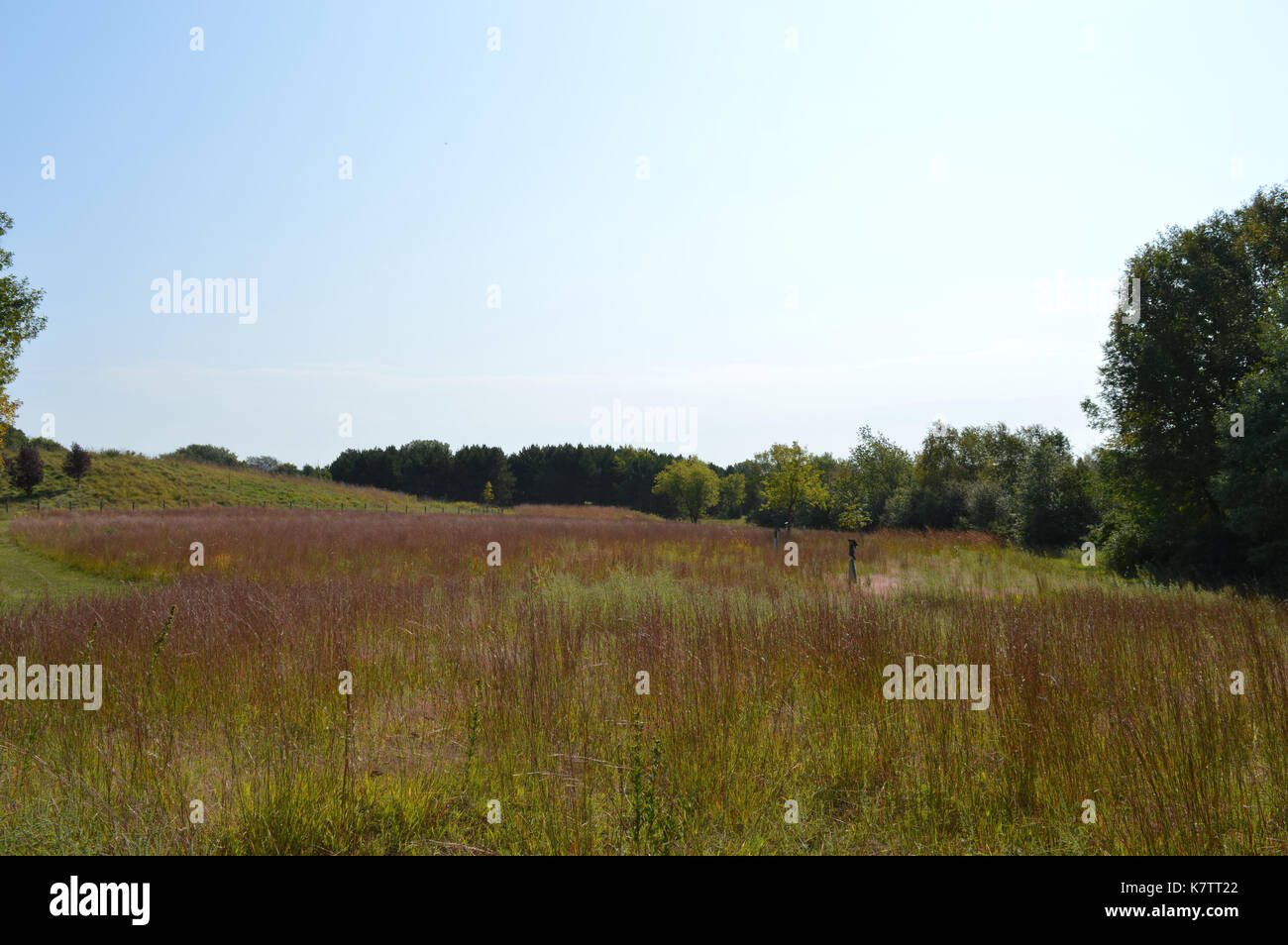 Yellow prairie grass hi-res stock photography and images - Alamy