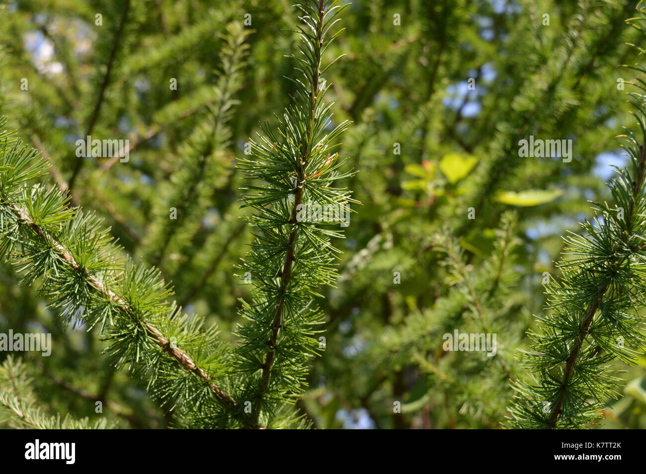 Evergreen needles background Stock Photo - Alamy