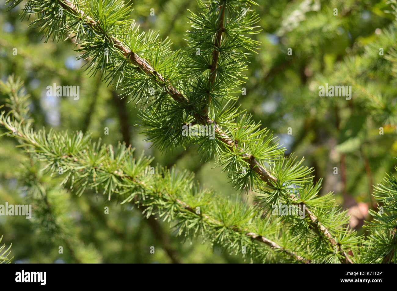Evergreen needles background Stock Photo - Alamy