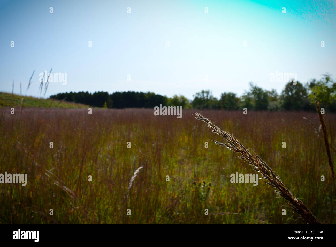 Yellow prairie grass hi-res stock photography and images - Alamy