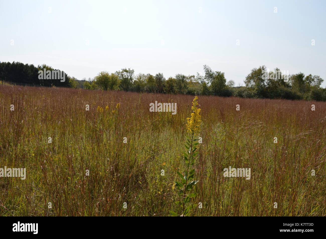 Yellow prairie grass hi-res stock photography and images - Alamy