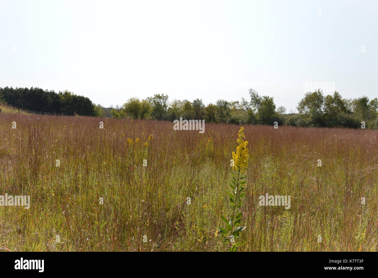 Prairie yellow green hi-res stock photography and images - Alamy