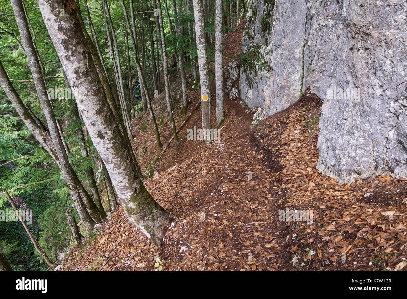 Hiking trail in a deciduous forest by the mountain wall Stock Photo - Alamy