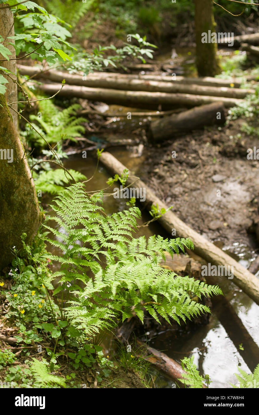 Ferns by a stream Stock Photo - Alamy