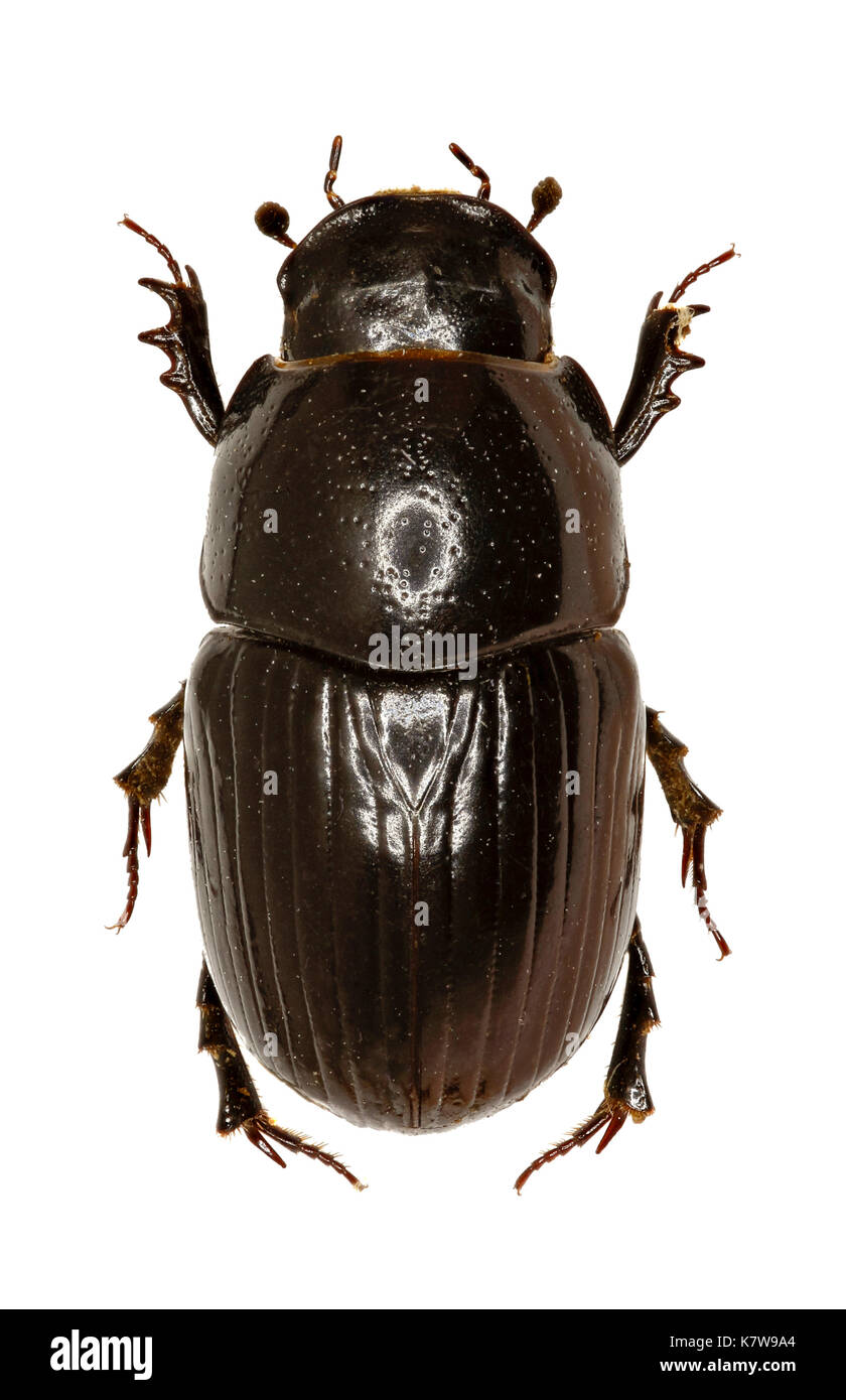 Aphodius fossor hi-res stock photography and images - Alamy