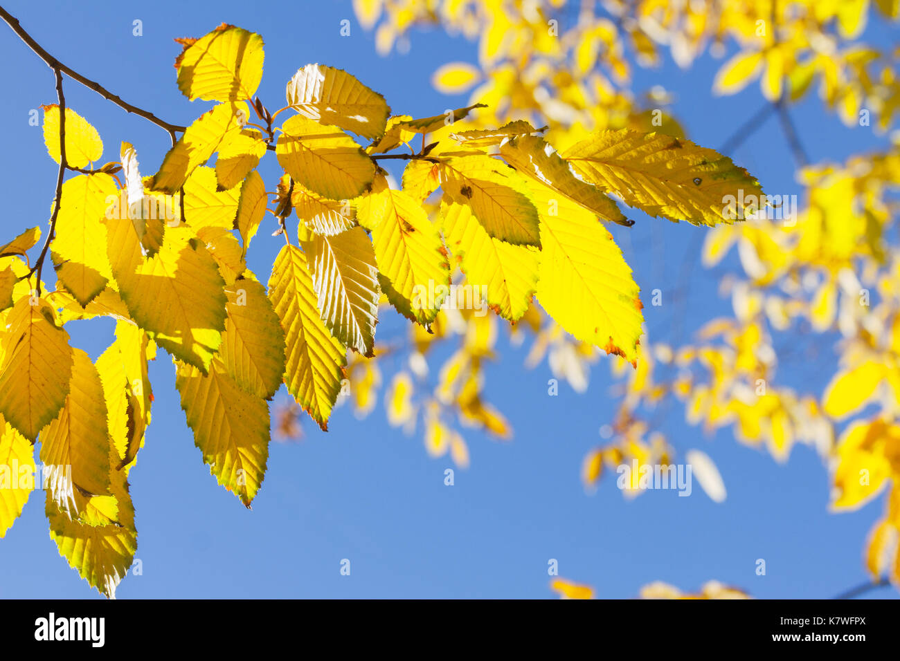 Vibrant fall foliage Stock Photo - Alamy