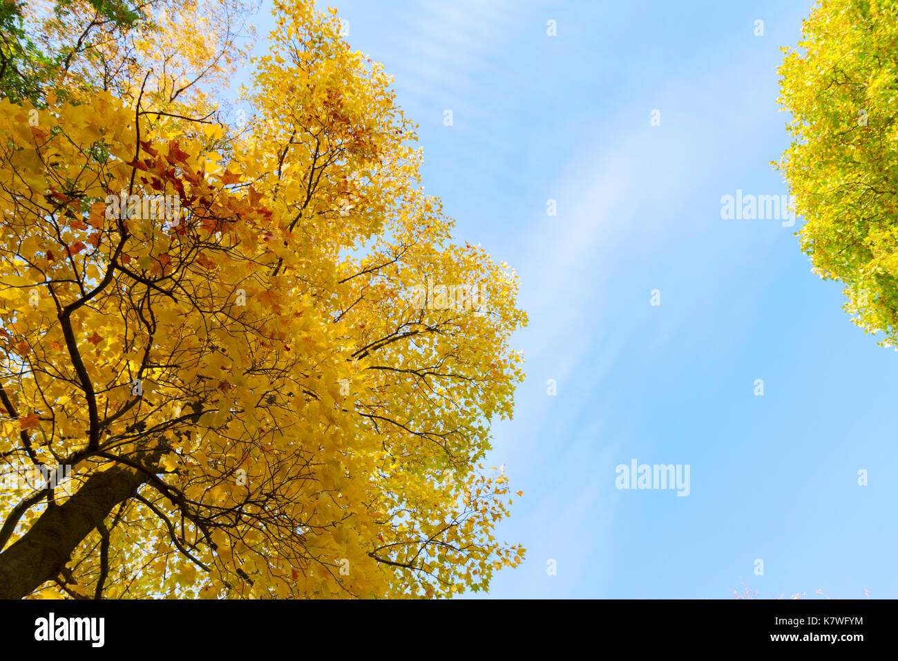 Vibrant fall foliage Stock Photo - Alamy