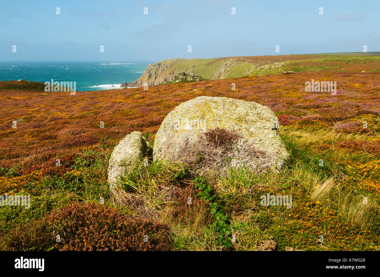 Cornwall coast gorse heather hi-res stock photography and images - Alamy