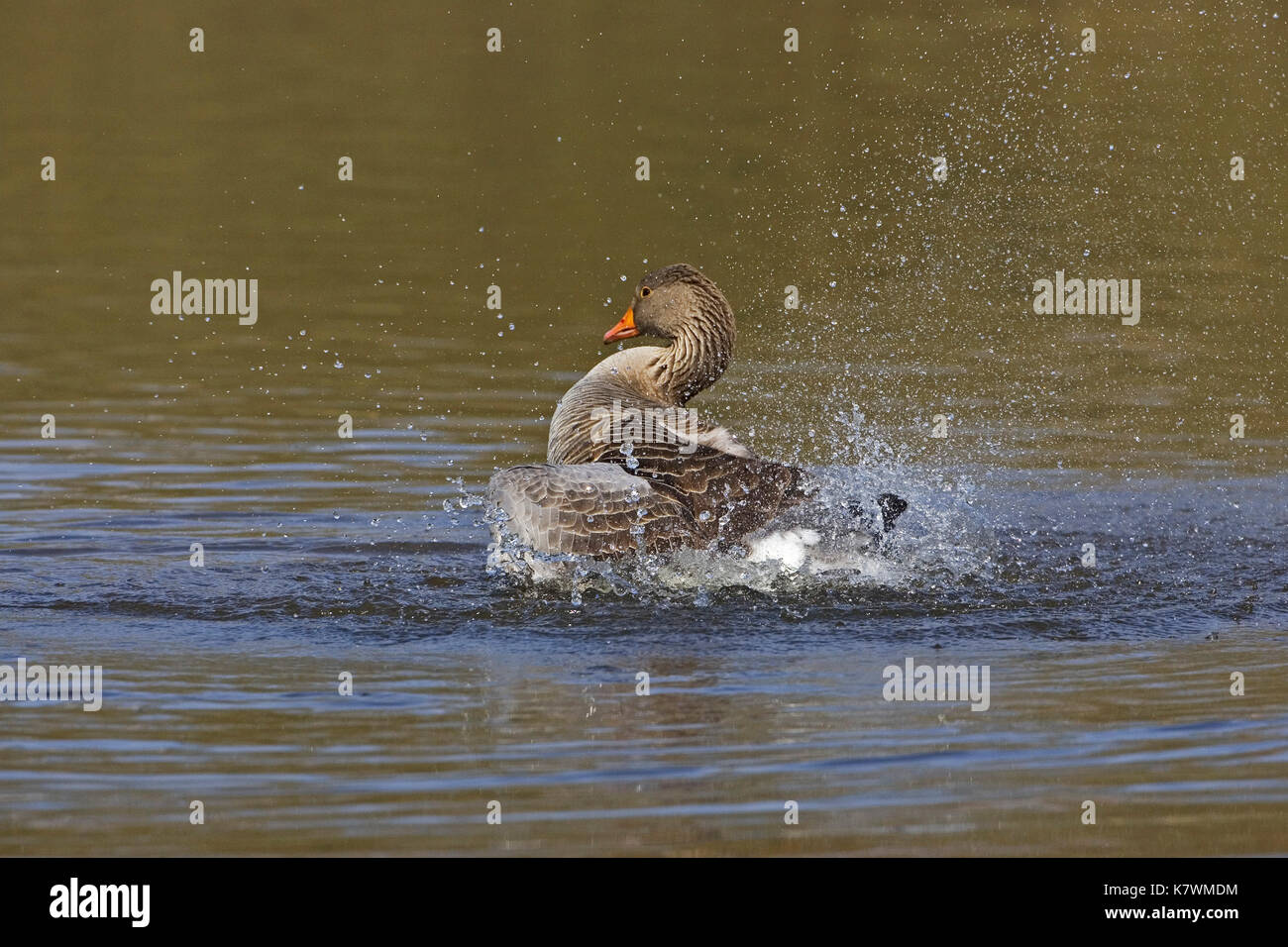 Greylag goose Anser anser bathing in the River Avon Avon village ...