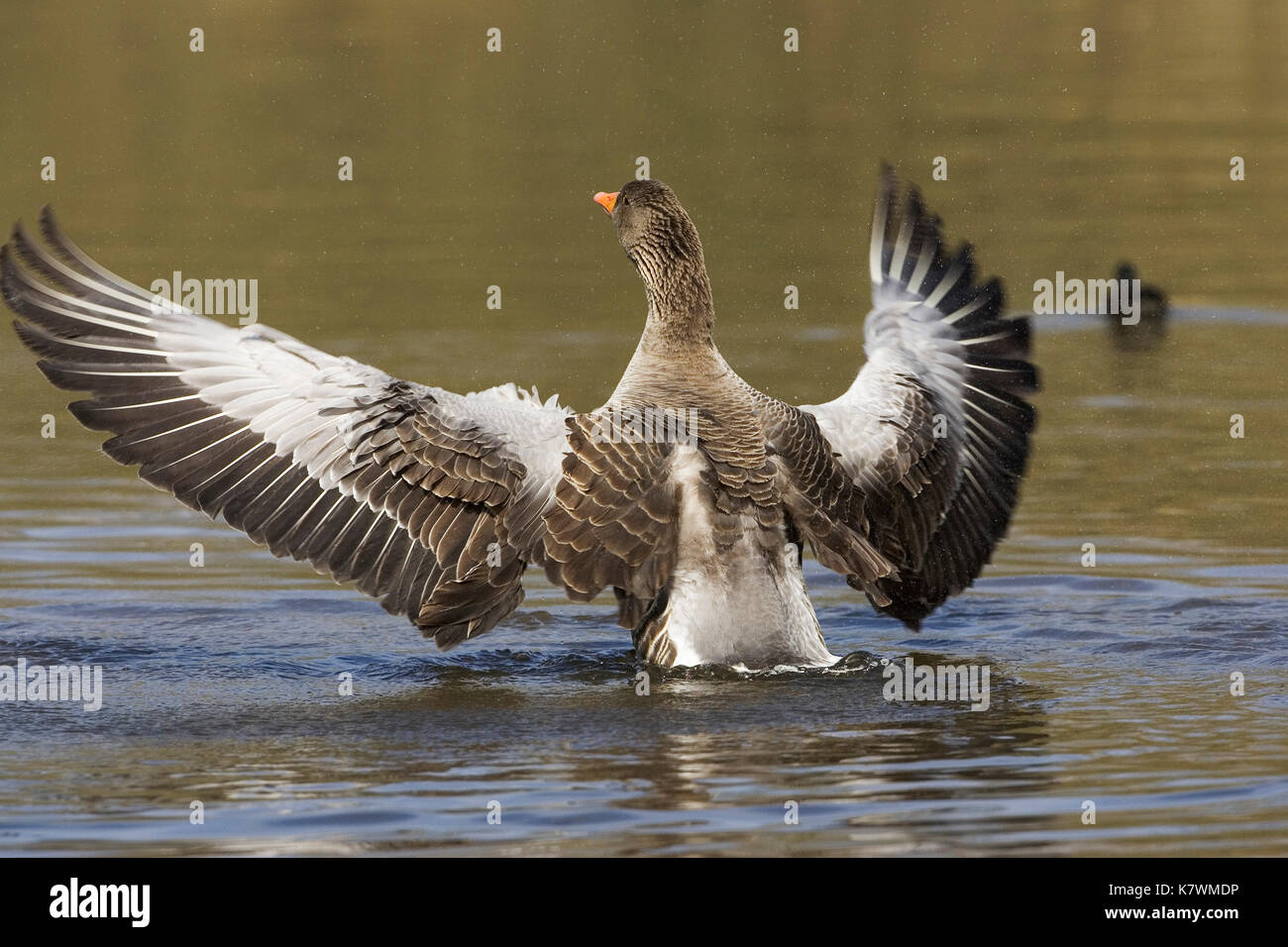 Greylag goose Anser anser wing flapping during bathing process River ...
