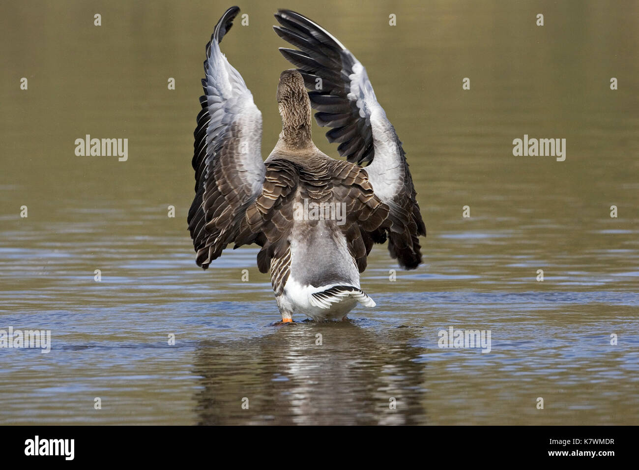 Greylag goose Anser anser wing flapping during bathing process River ...