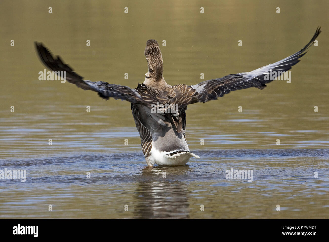 Greylag goose Anser anser wing flapping during bathing process River ...