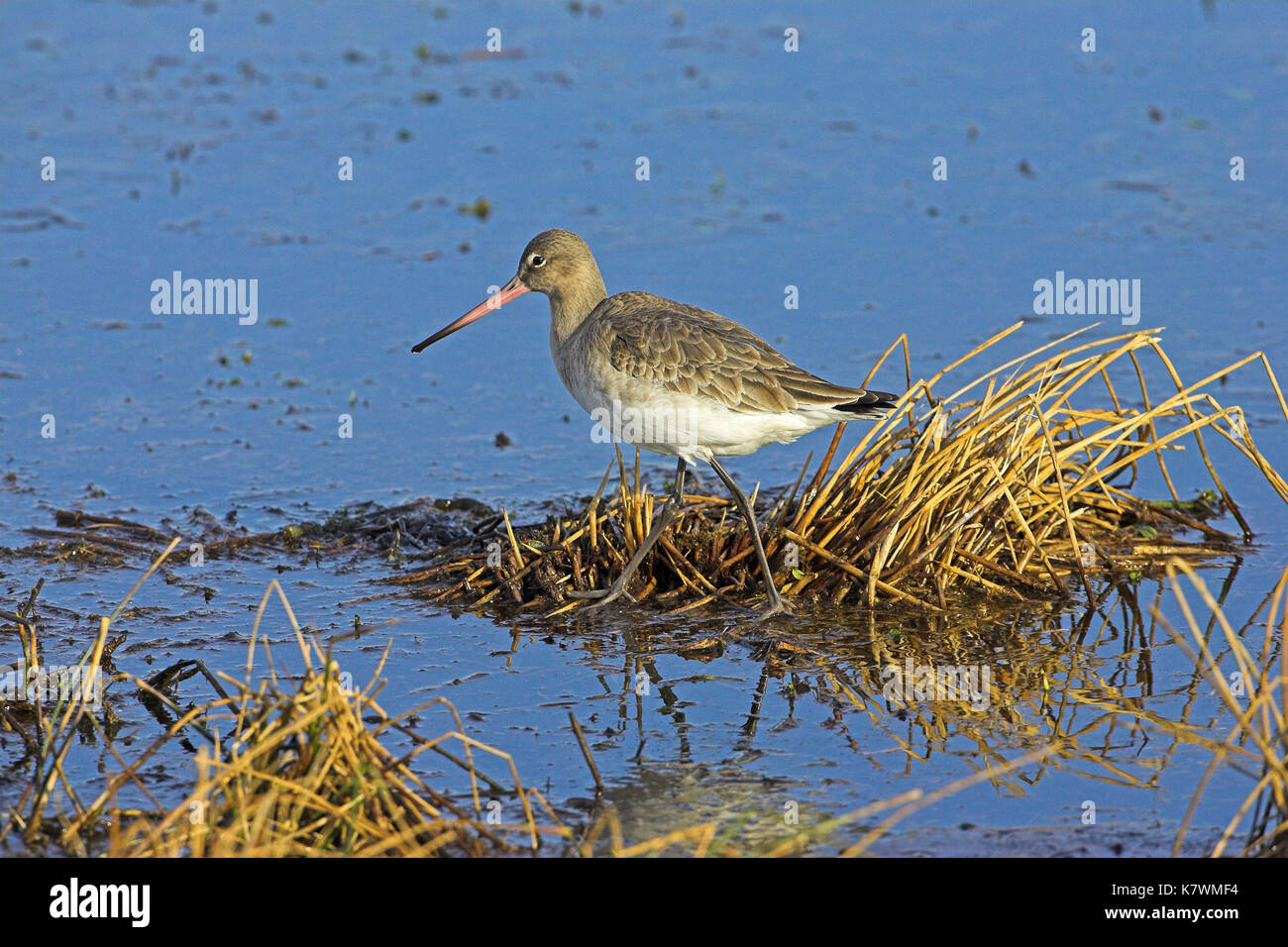 Catcott reserve hi-res stock photography and images - Alamy