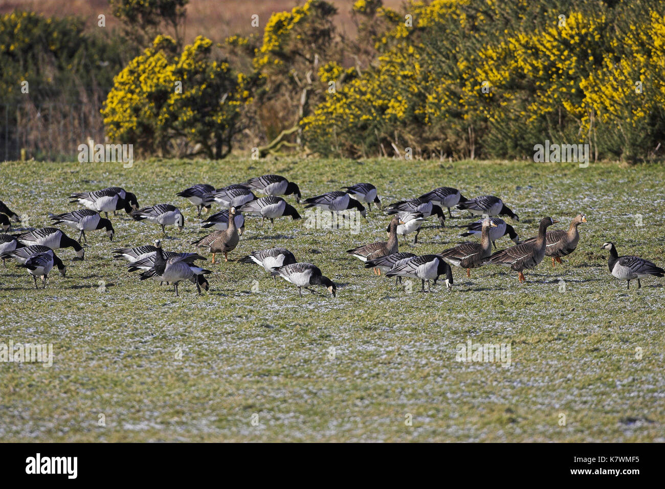 Barnacle goose Branta leucopsis & Greater white-fronted goose Anser ...