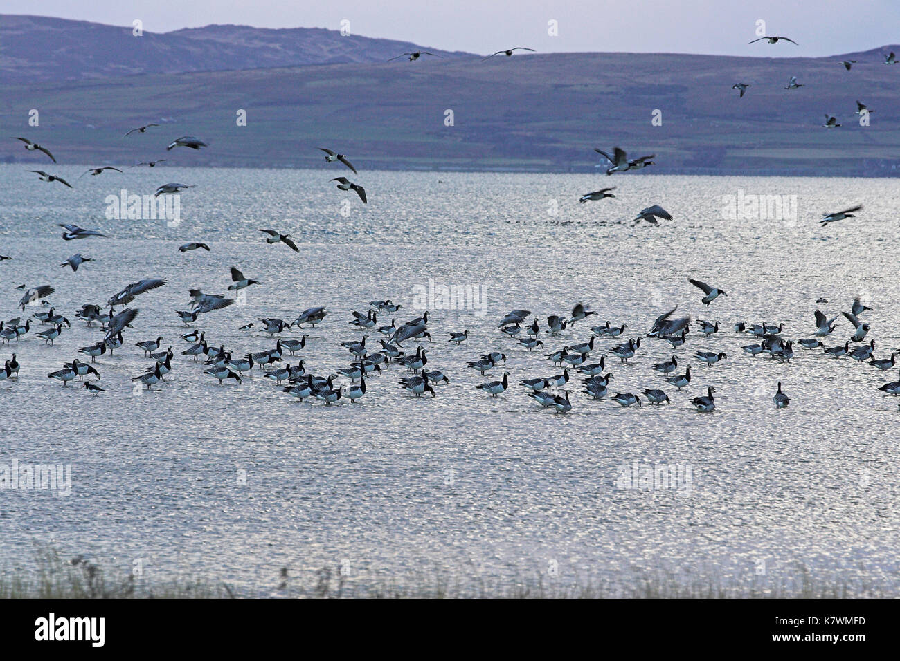 Barnacle goose Branta leucopsis flock arriving to night roost at Loch ...