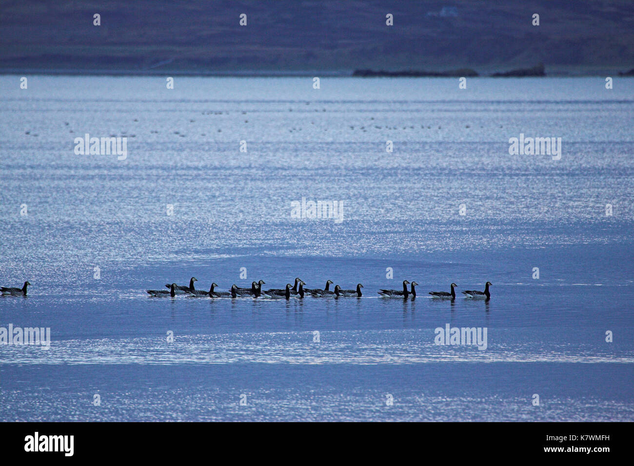 Barnacle goose Branta leucopsis at night roost on Loch Indaal, Islay ...