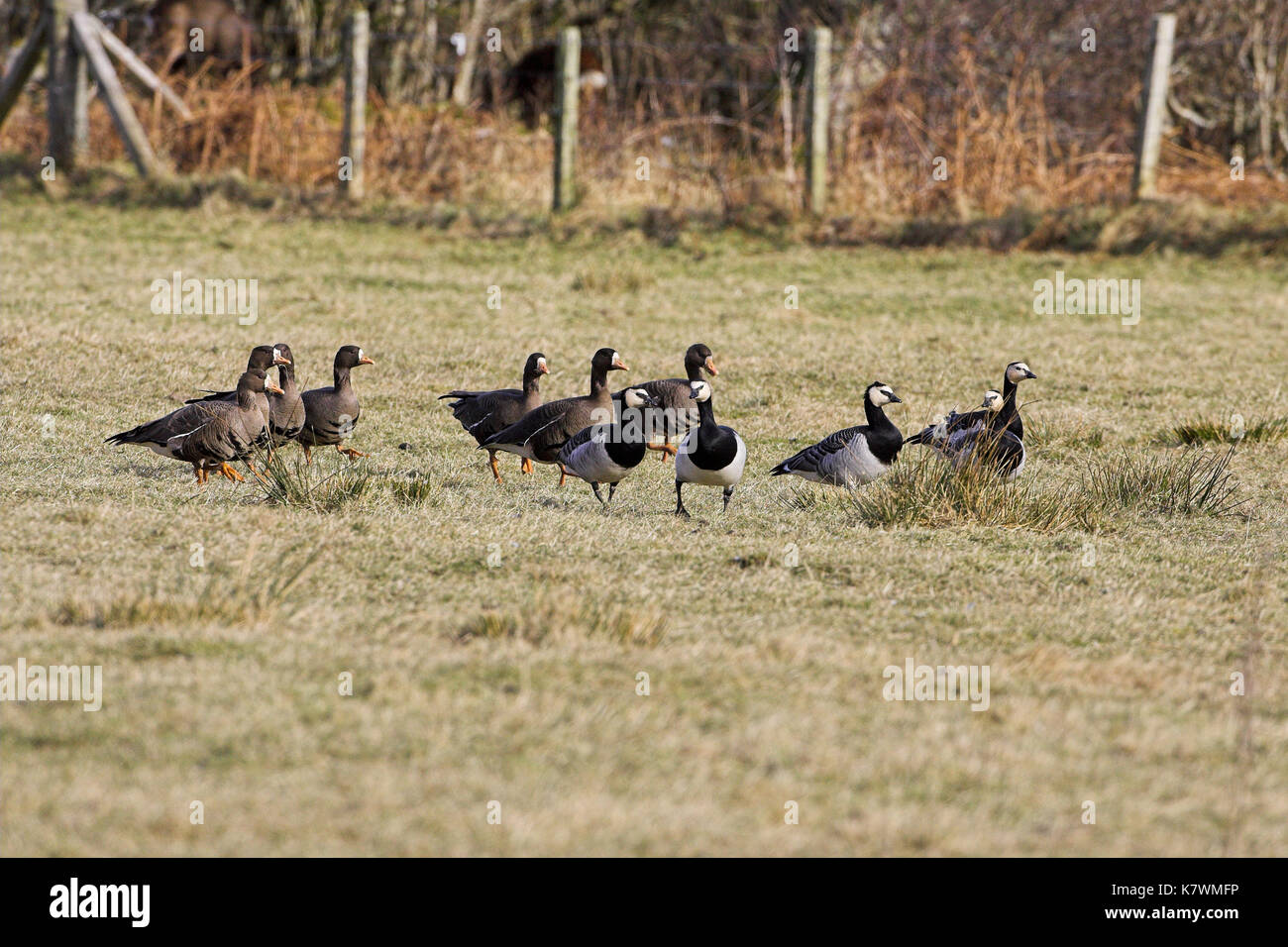 Barnacle goose Branta leucopsis with White-fronted goose Anser ...