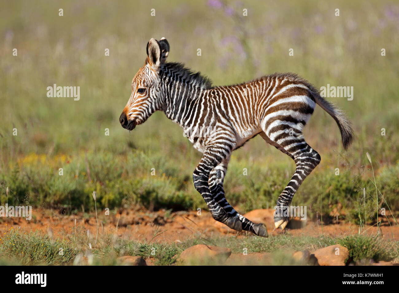 Cape mountain zebra (Equus zebra) foal running, Mountain Zebra National ...