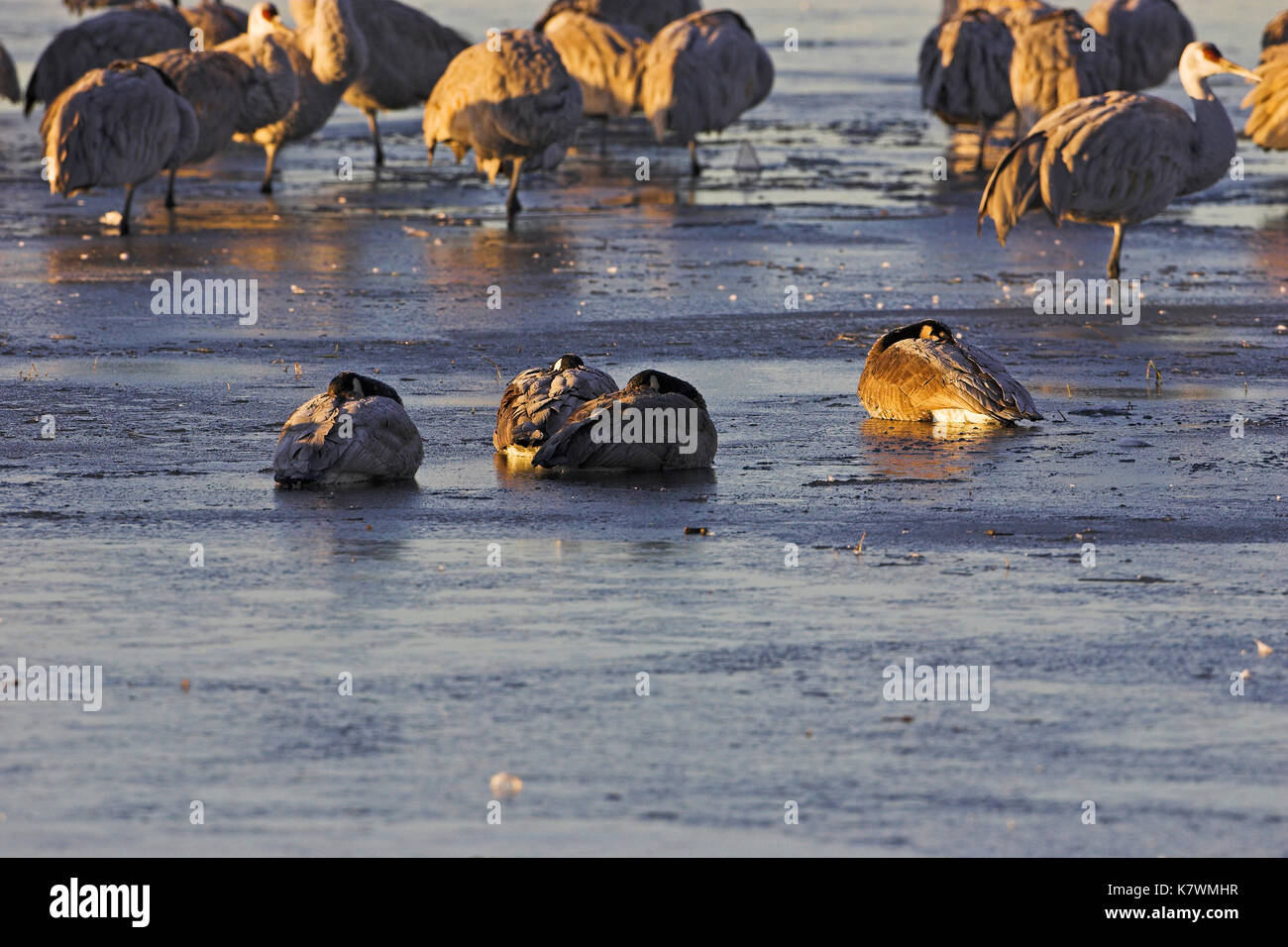 Canada goose Branta canadensis group with frost on their backs roosting ...