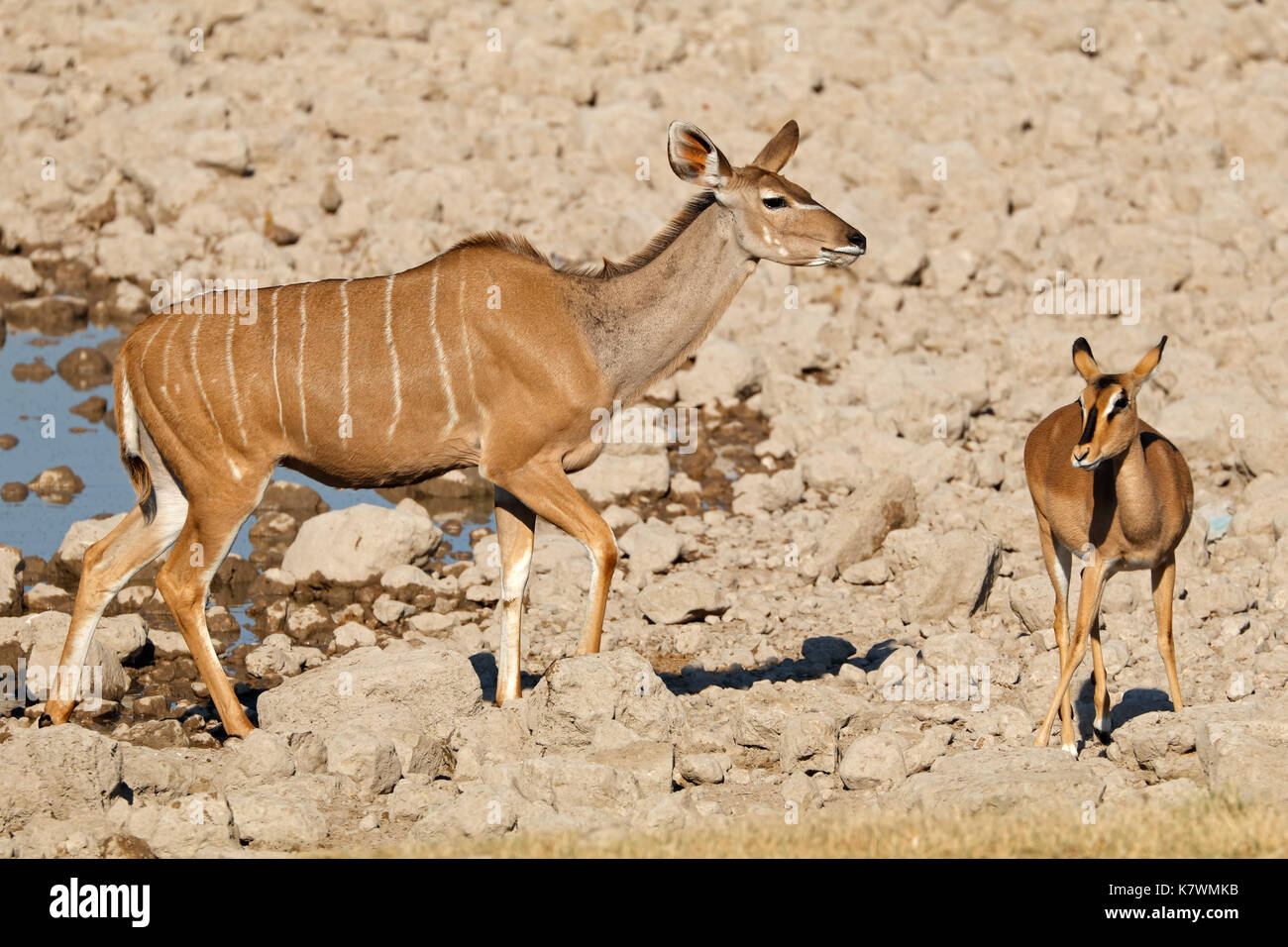 Africa antelope kudu mammal namibia hi-res stock photography and images ...