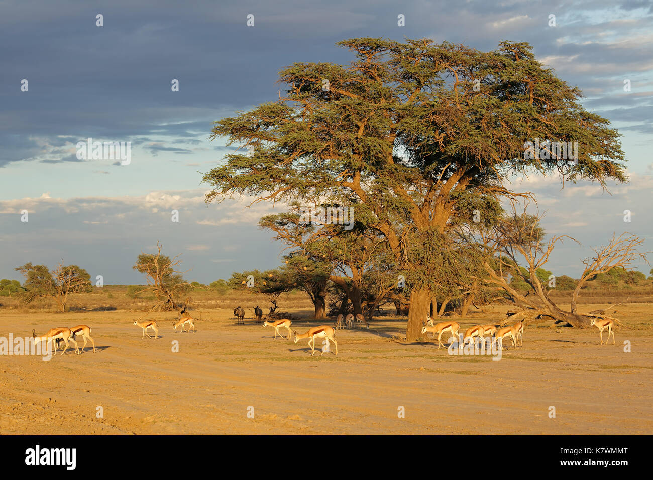 Safari landscape tree hi-res stock photography and images - Alamy