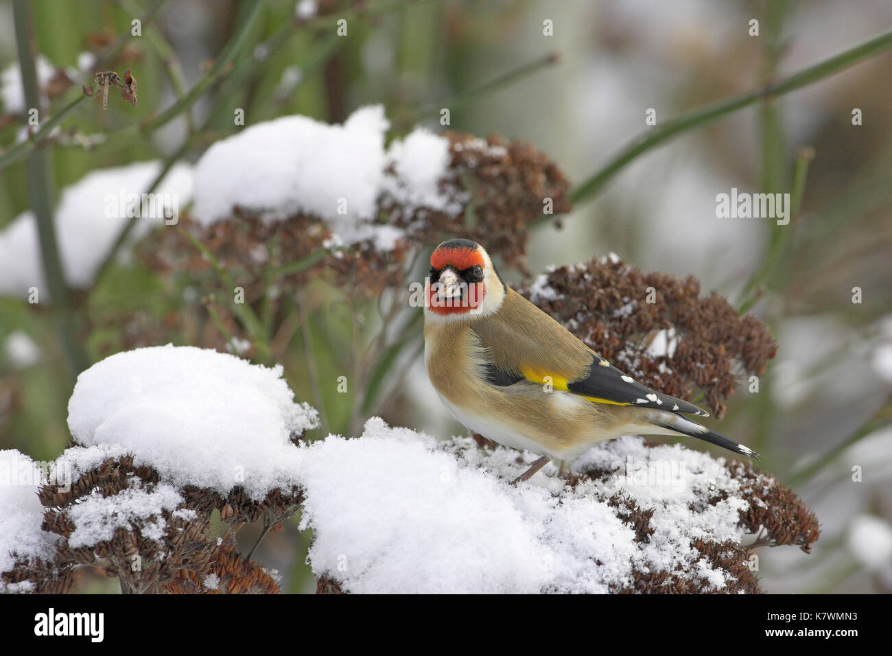 European goldfinch Carduelis carduelis in snowy garden setting Ringwood ...