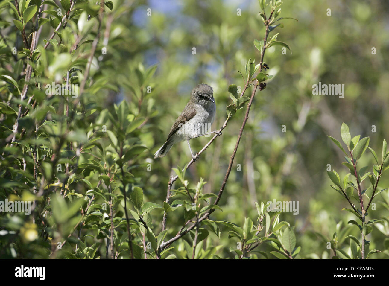 New zealand gerygone hi-res stock photography and images - Alamy