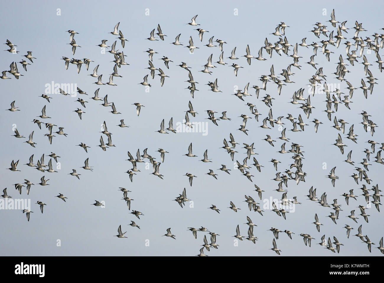 Black-tailed godwit Limosa limosa flock in flight Dorset England Stock ...