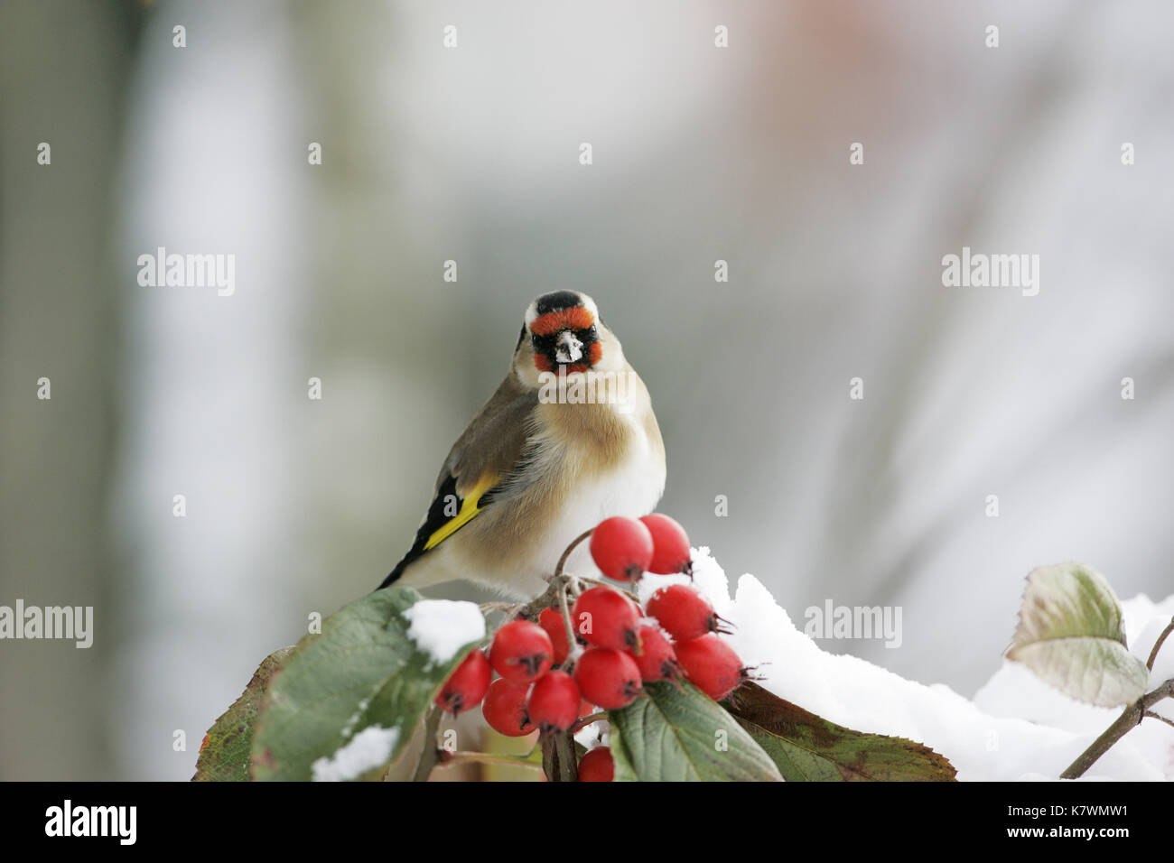 Broad leaved cockspur thorn hi-res stock photography and images - Alamy