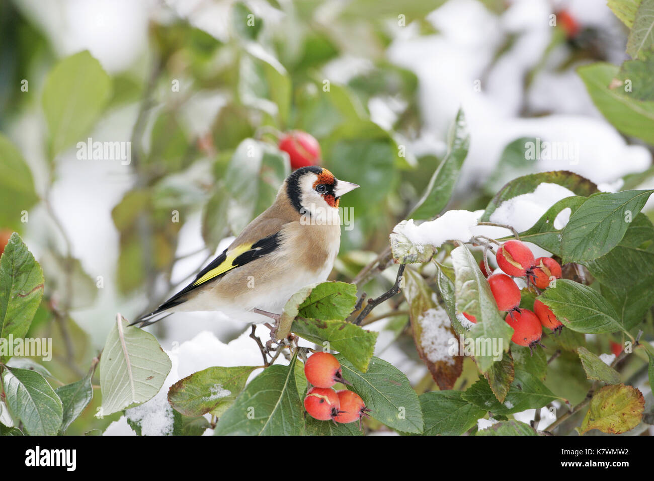 European goldfinch Carduelis carduelis on Broad-leaved Cockspur Thorn ...