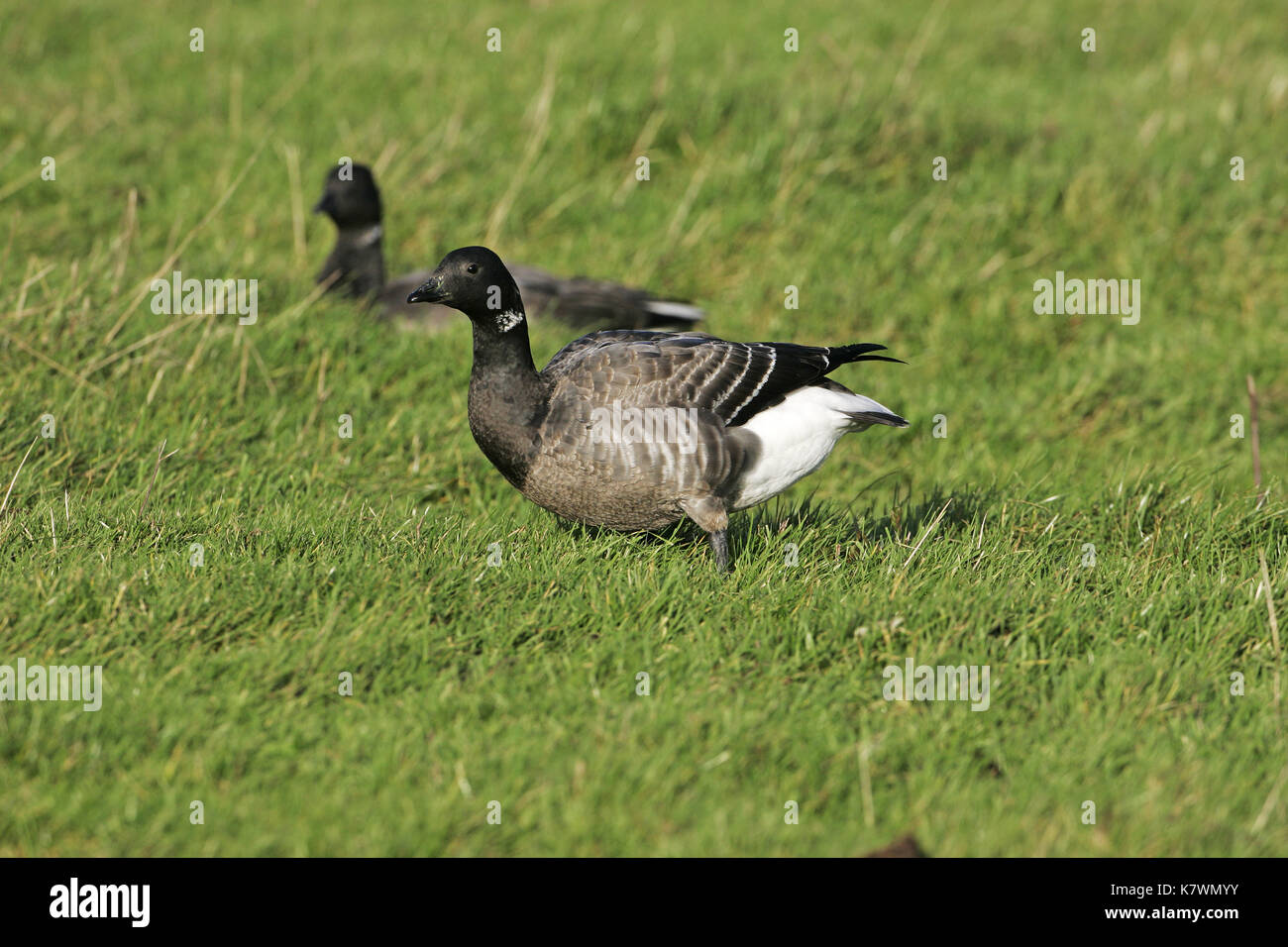 Brent goose Branta bernicla Stock Photo - Alamy